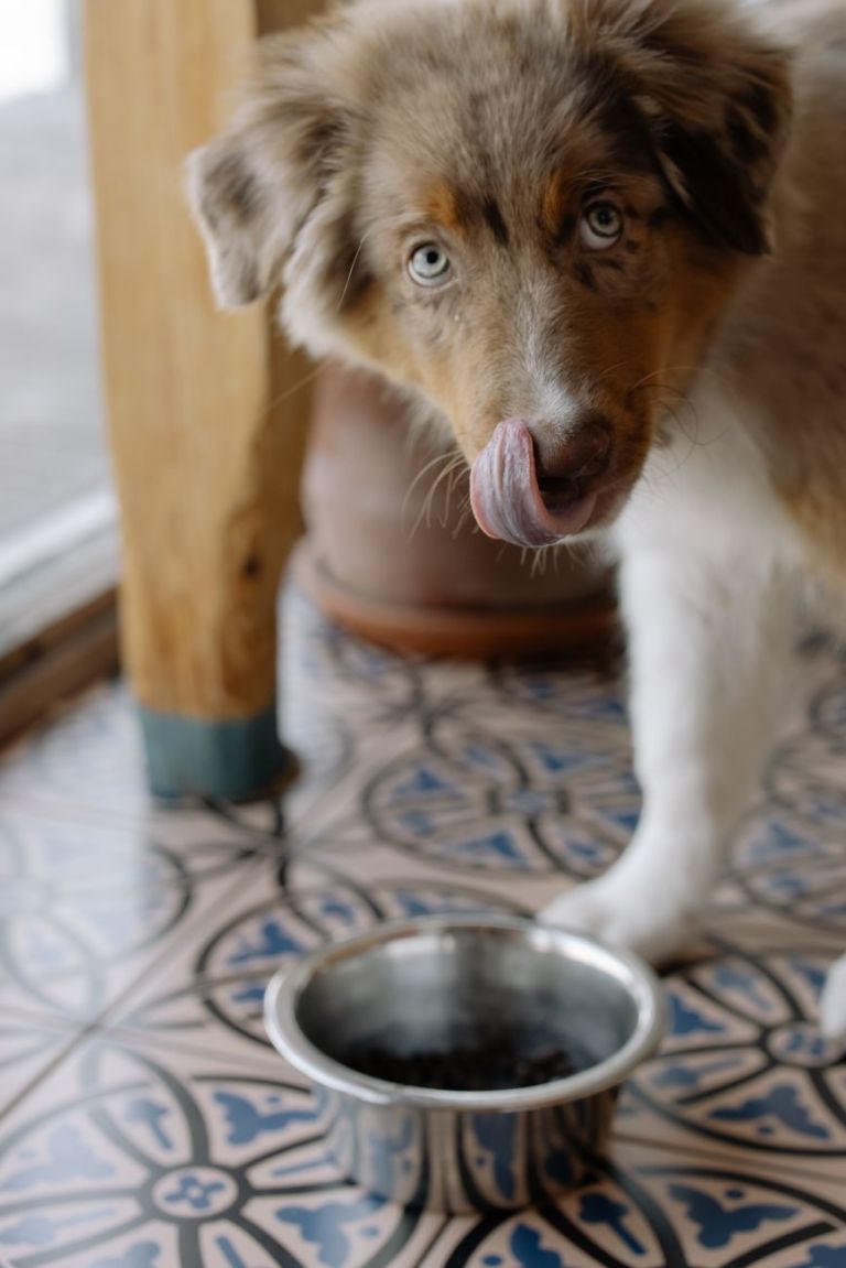 Cooking Gone to the Dogs | dropsinthewell